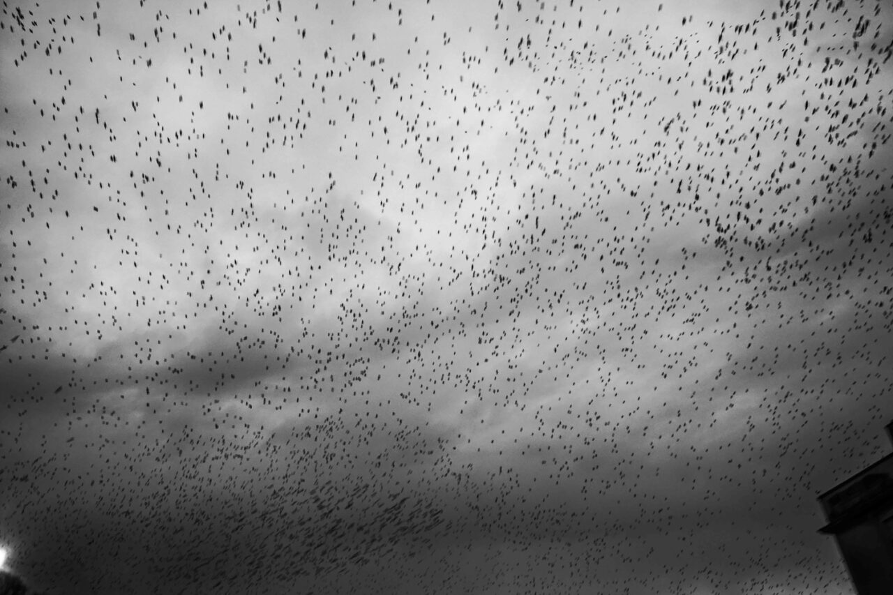 Francesco Faraci: Siciliano. Humano. Atlas. – Caption Magazine